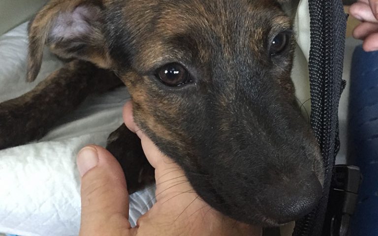 Our Experience As Flight Volunteers for Aruba Rescue Puppies - Explore ...