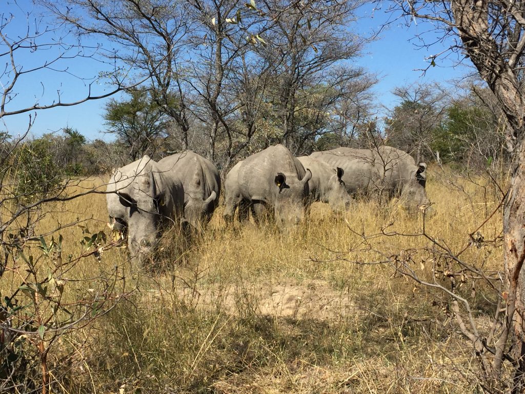 Conservation in South Africa with Chipangali Wildlife Orphanage